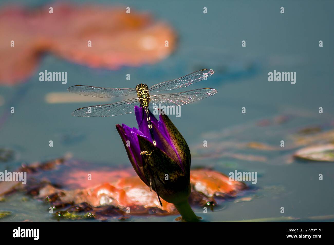 Dragonfly on the purple lotus flower Stock Photo - Alamy