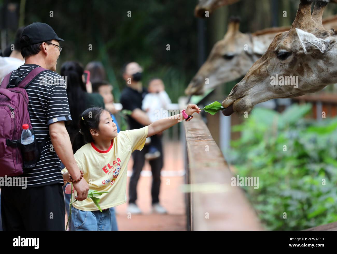 Girl feeds a giraffe hi-res stock photography and images - Alamy