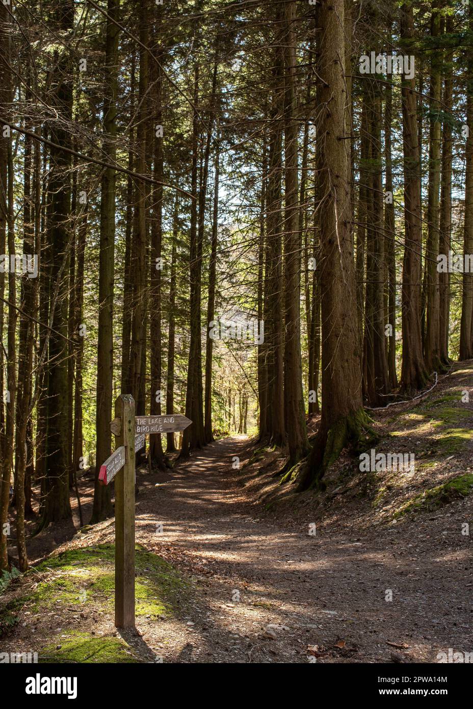 Tree lined woodland pathway at Arlington Court Estate in North Devon ...