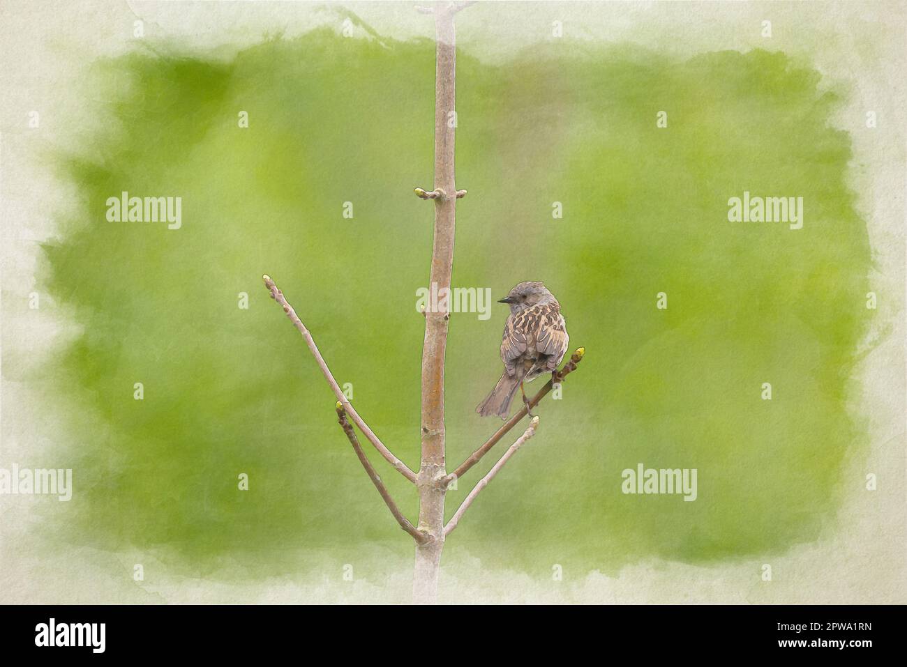 Digital watercolour painting of a single Dunnock, Prunella modularis ...
