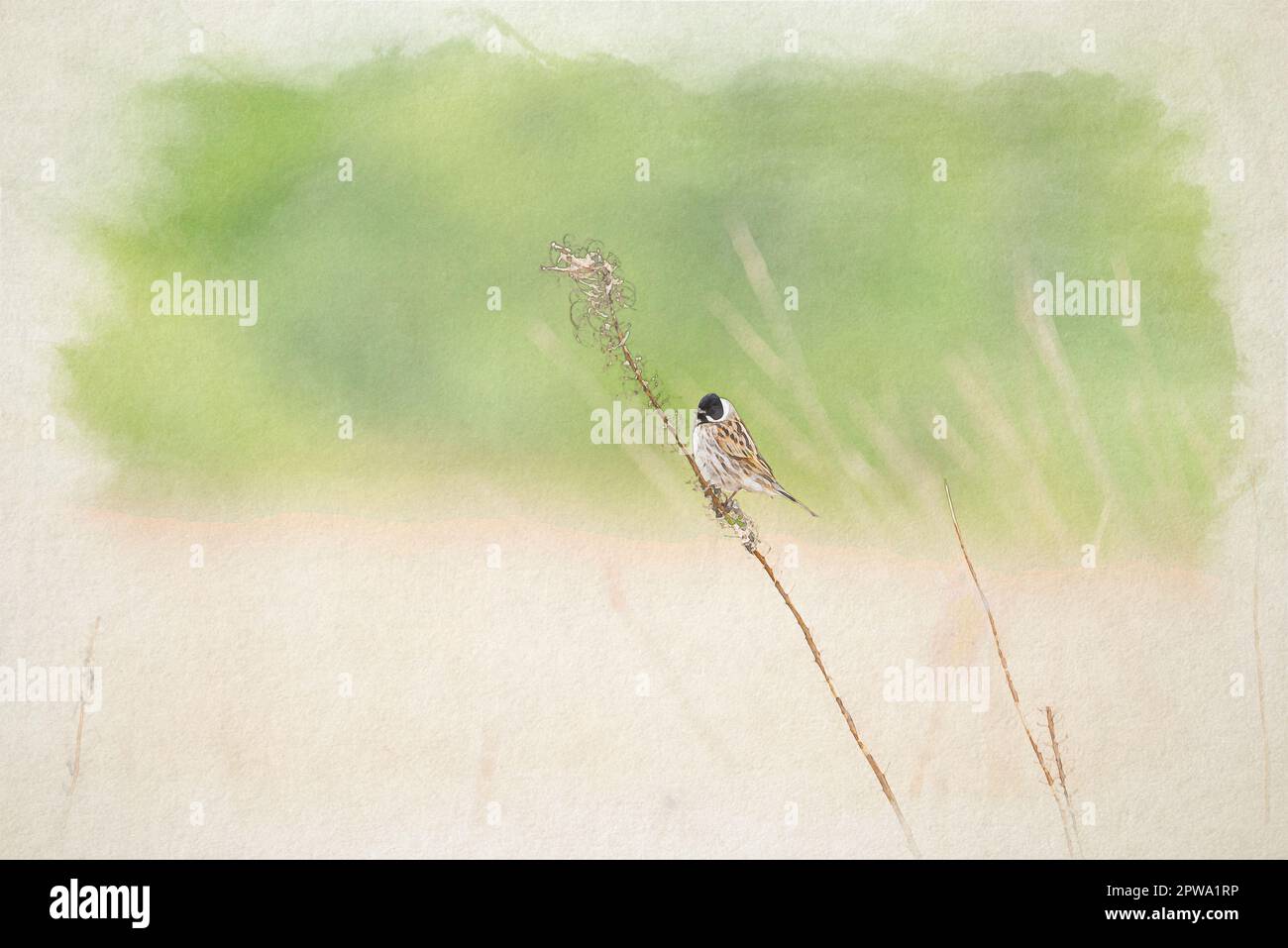 Reed painting hi-res stock photography and images - Alamy