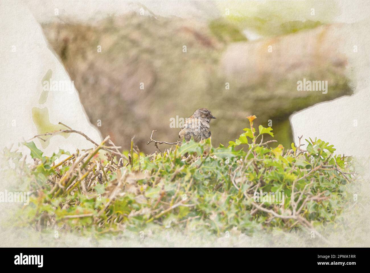 Digital watercolour painting of a single Dunnock, Prunella modularis ...