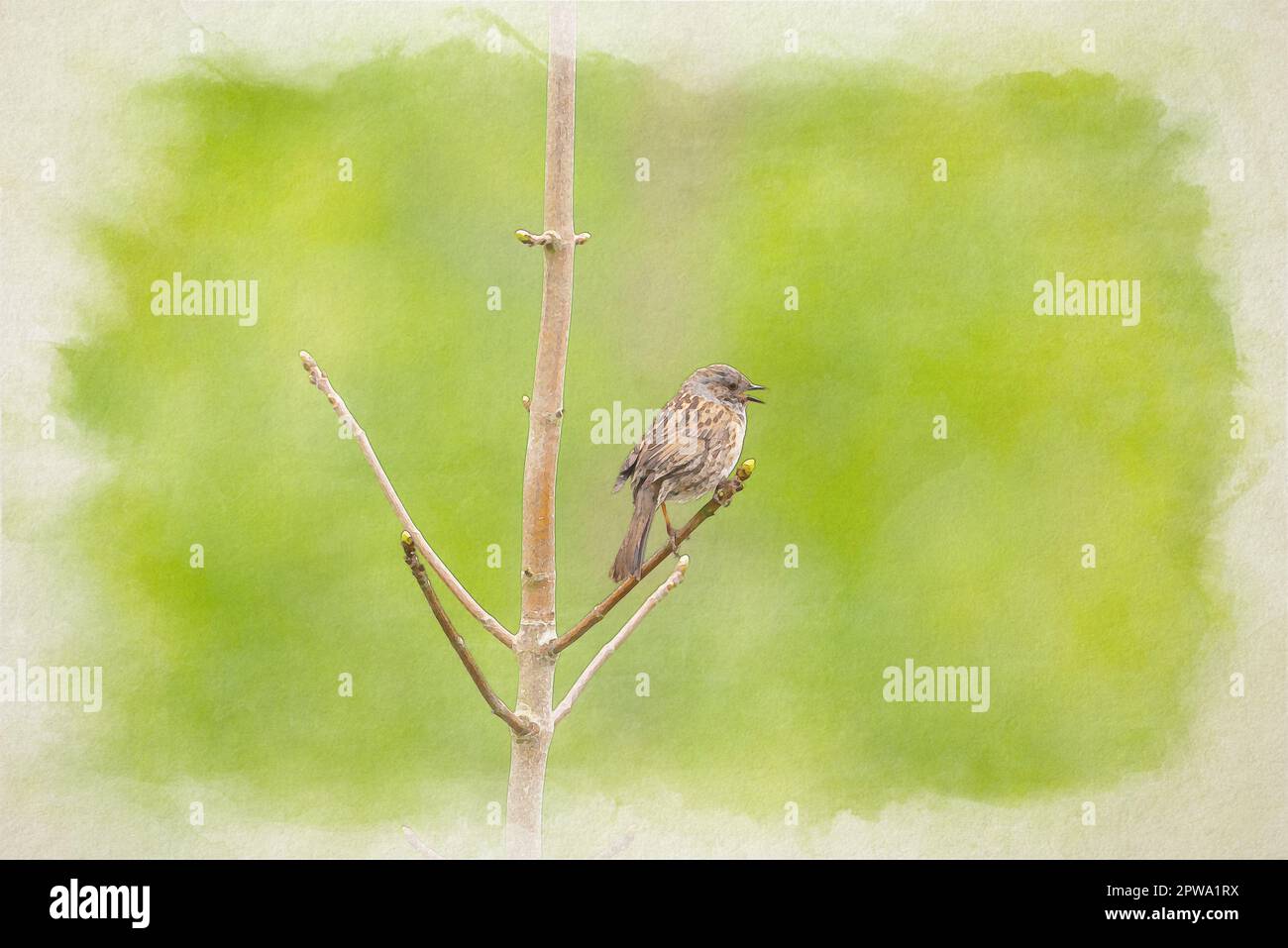 Digital watercolour painting of a single Dunnock, Prunella modularis ...