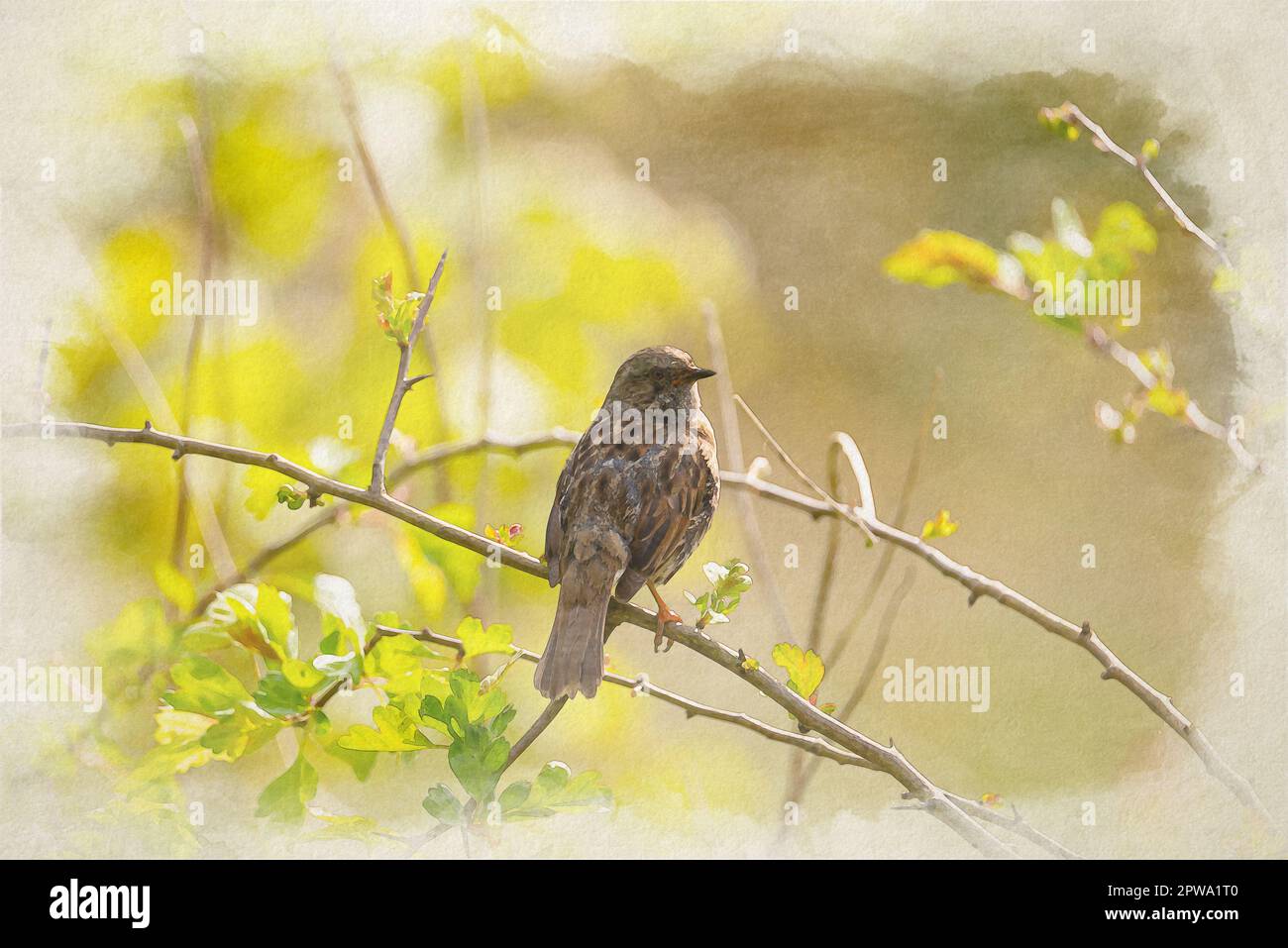 Digital watercolour painting of a single Dunnock, Prunella modularis ...