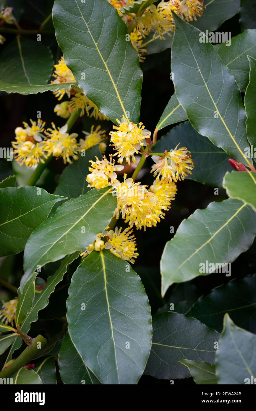 Yellow blooming bay leaves close up full frame as background Stock ...