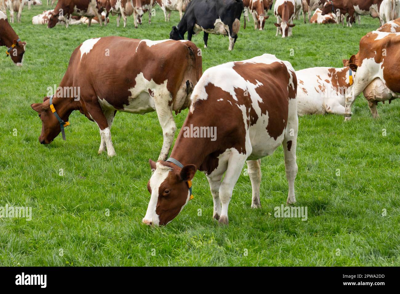 Livestock Dutch cows graze in the meadow in springtime Stock Photo - Alamy