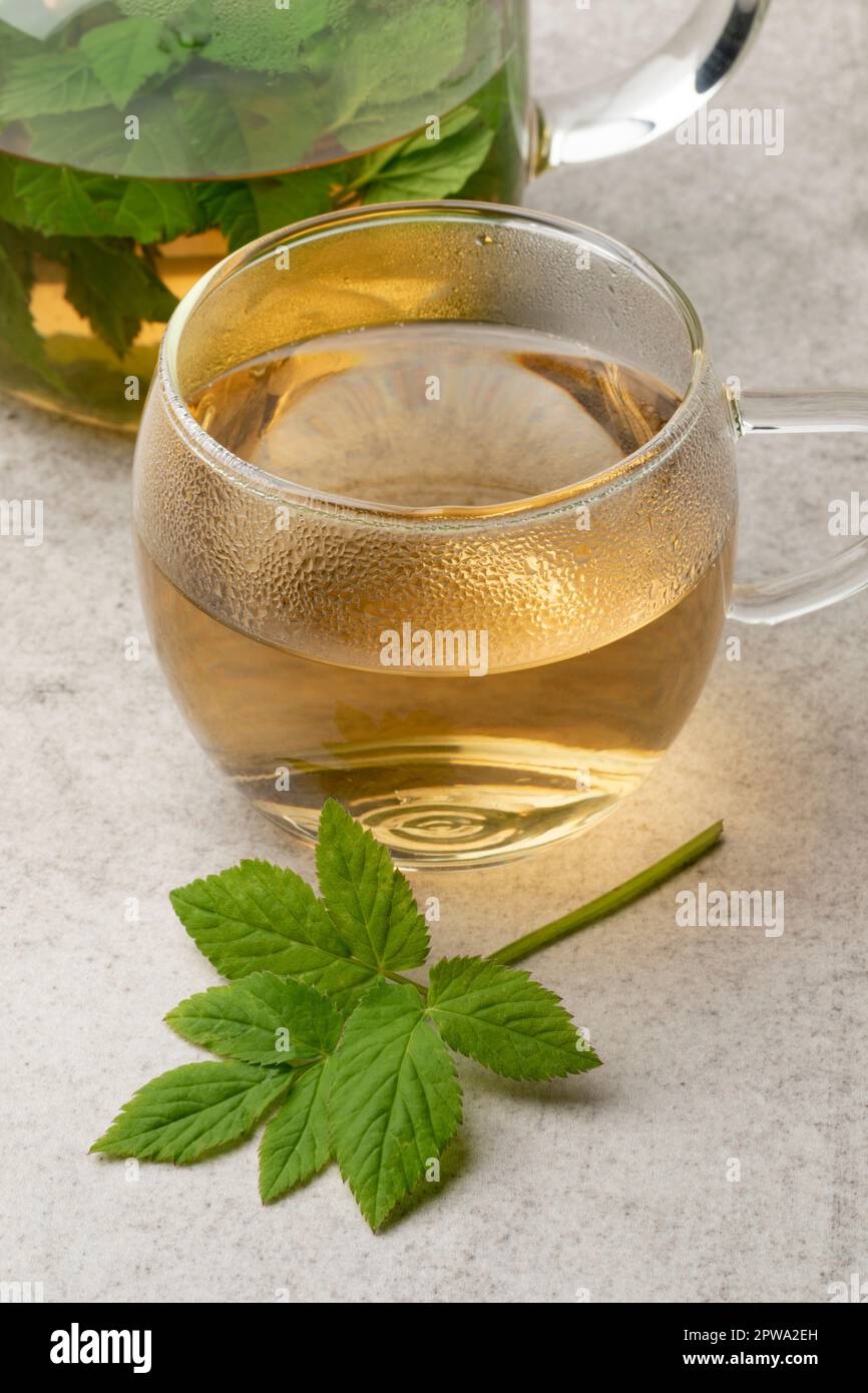Glass with ground elder tea and a fresh green twig of ground elder in ...