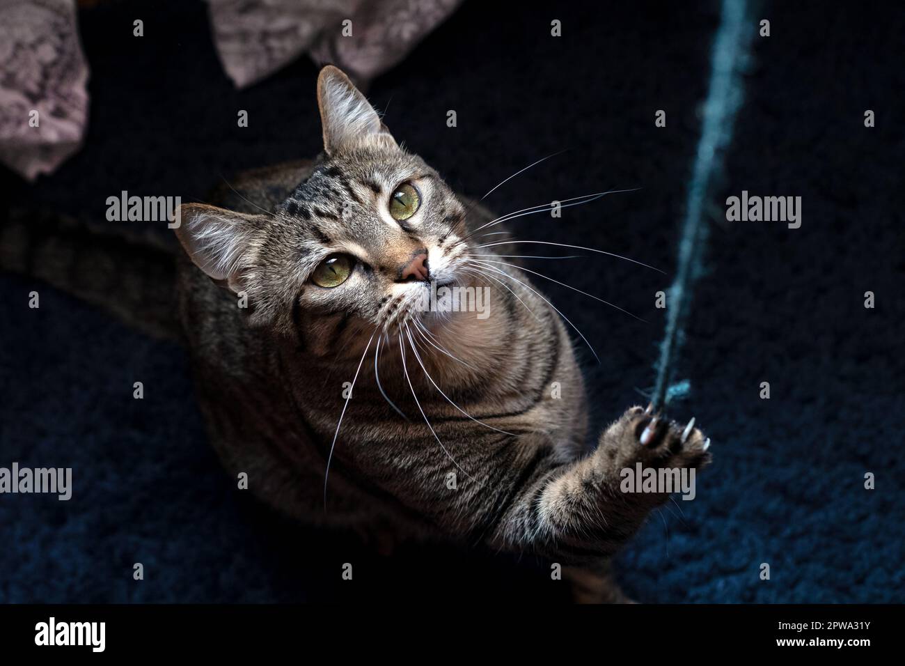 The cat is trying to catch a thin rope using a paw Stock Photo - Alamy