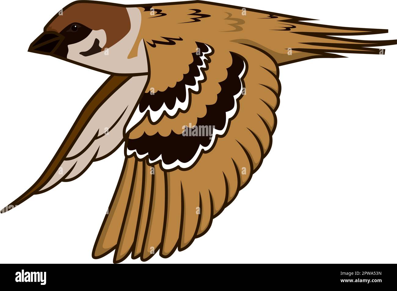 Detailed Flying Sparrow Illustration Stock Vector Image & Art - Alamy