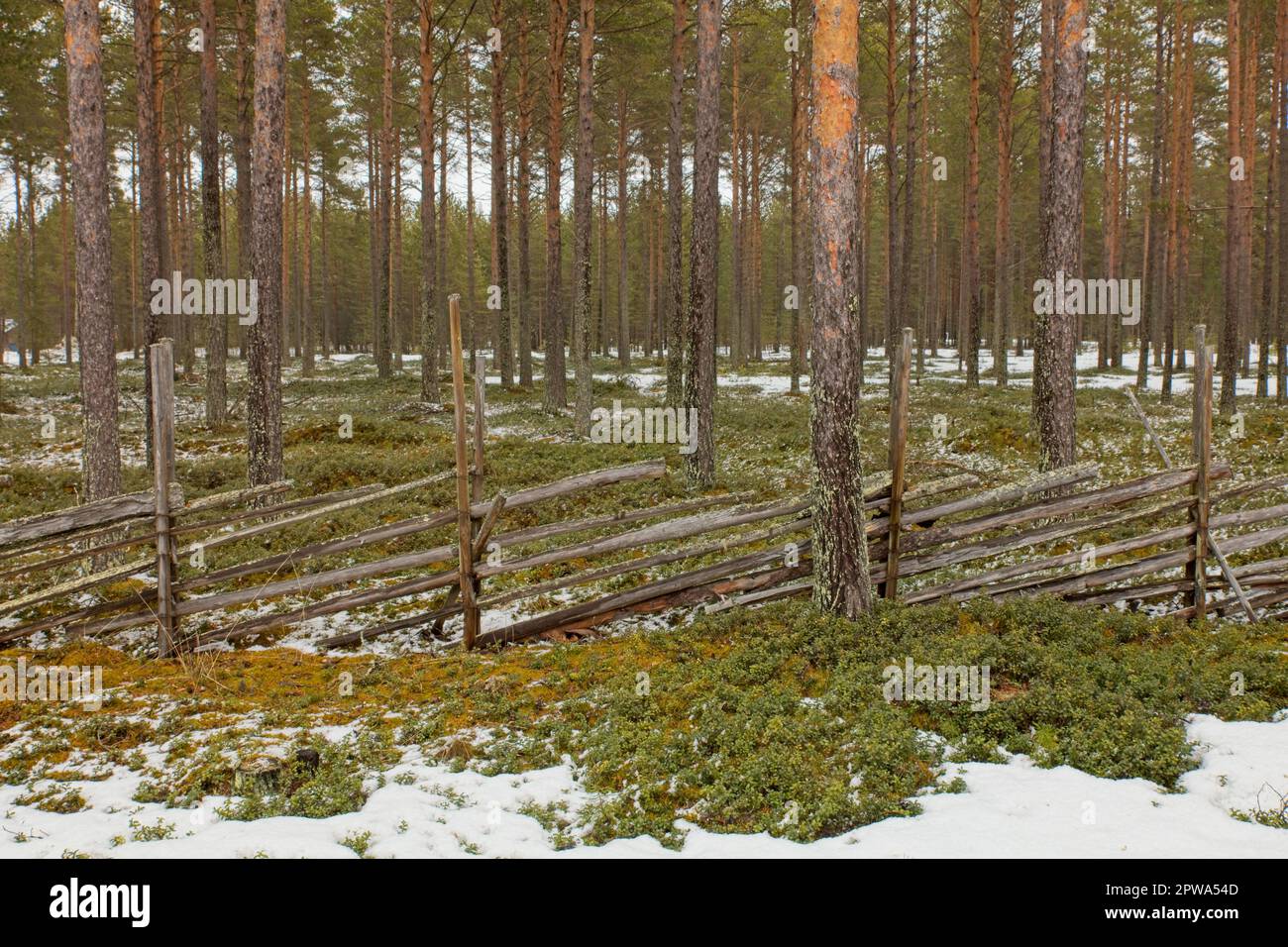 Traditional scandinavian wooden fence made with rough logs in spring ...
