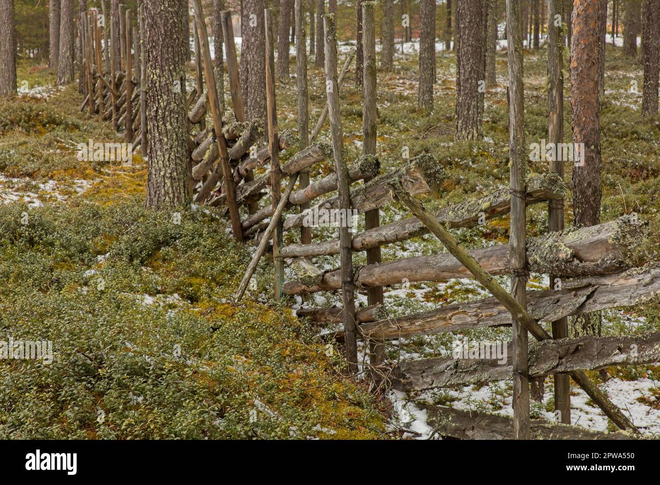 Traditional scandinavian wooden fence made with rough logs in spring ...
