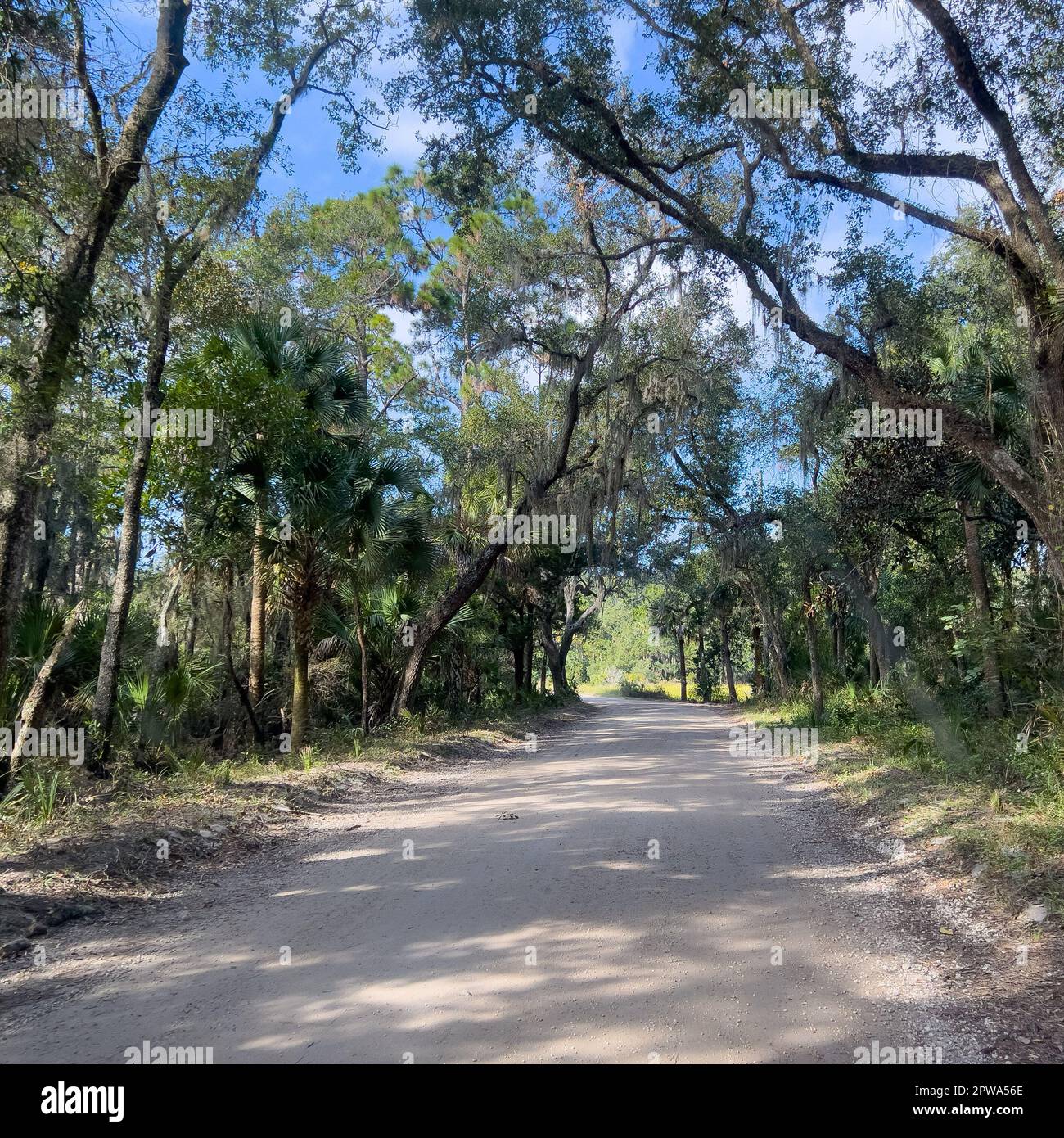 The drive through the forrest in Timucuan Ecological National Park in ...