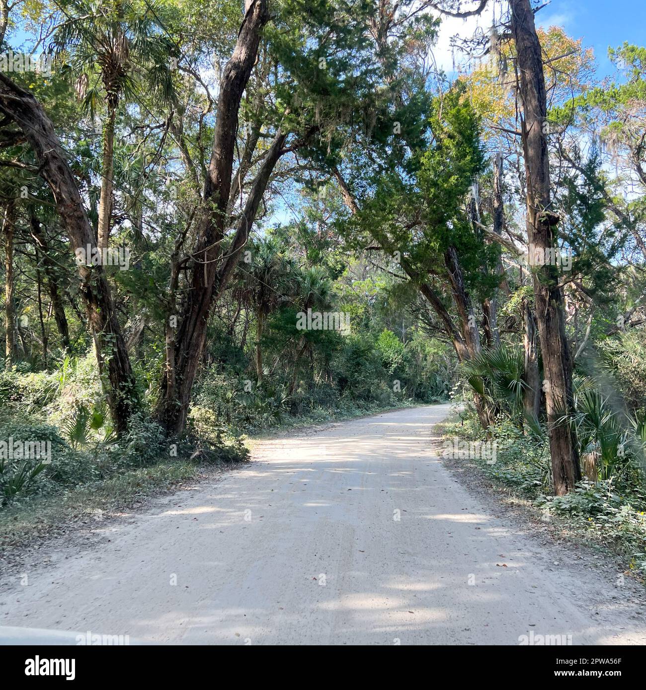 The drive through the forrest in Timucuan Ecological National Park in ...