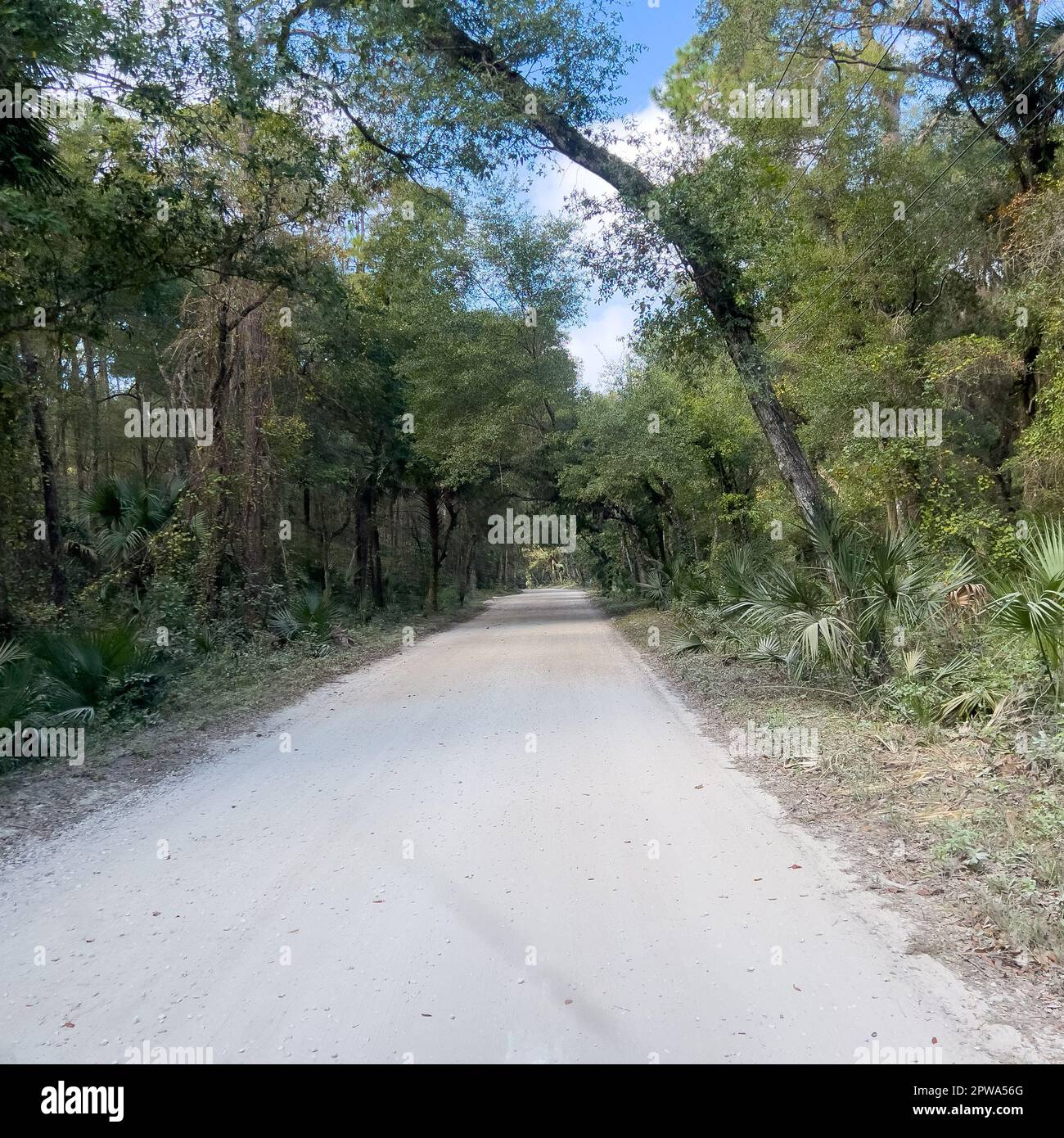 The drive through the forrest in Timucuan Ecological National Park in ...