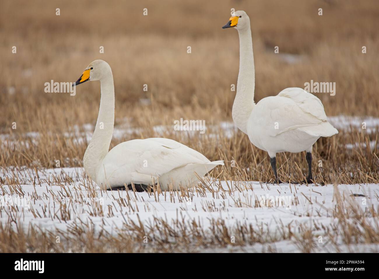 Two Whooper swans (Cygnus cygnus), also known as the common swans on ...