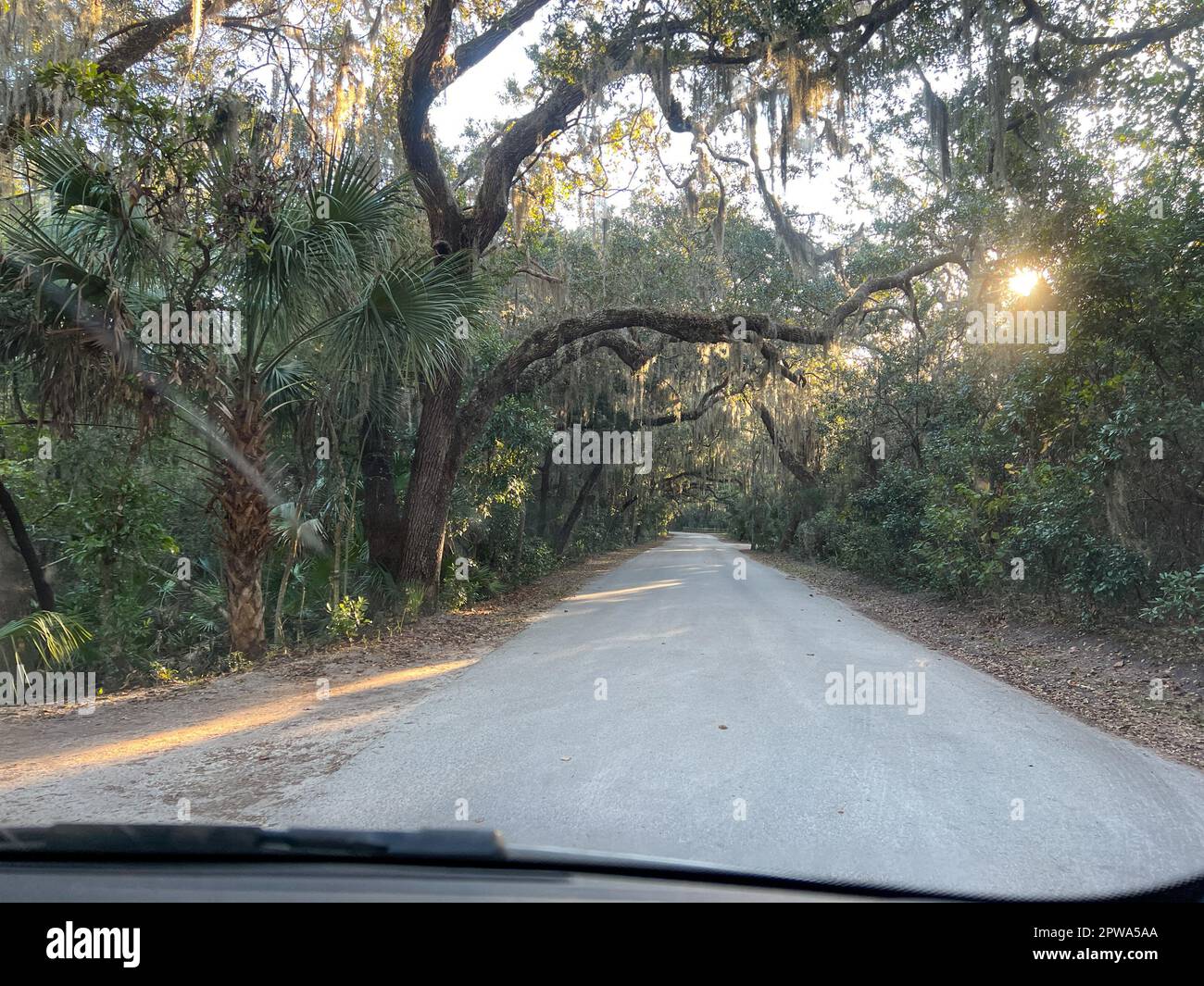 Driving through a tree tunnel in northeast Florida Stock Photo - Alamy