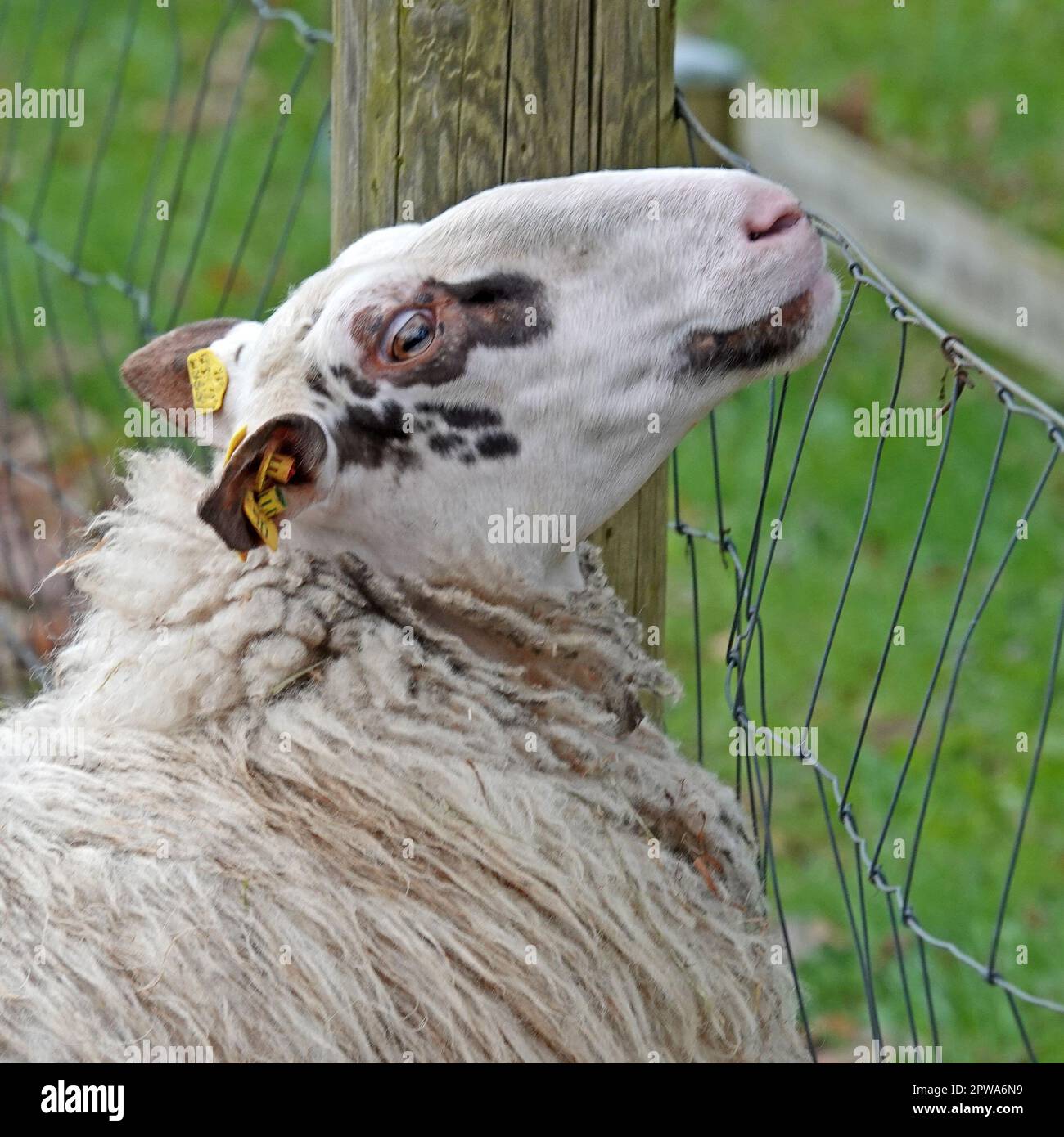 A sheep looking over a wire fence. It's an ewe of a rare local breed ...