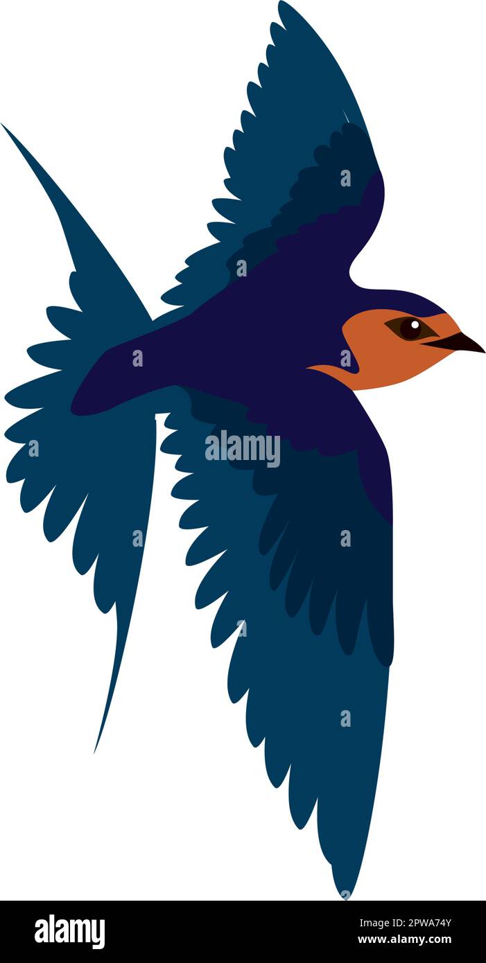 Detailed Flying Swallow Bird Illustration Stock Vector Image & Art - Alamy
