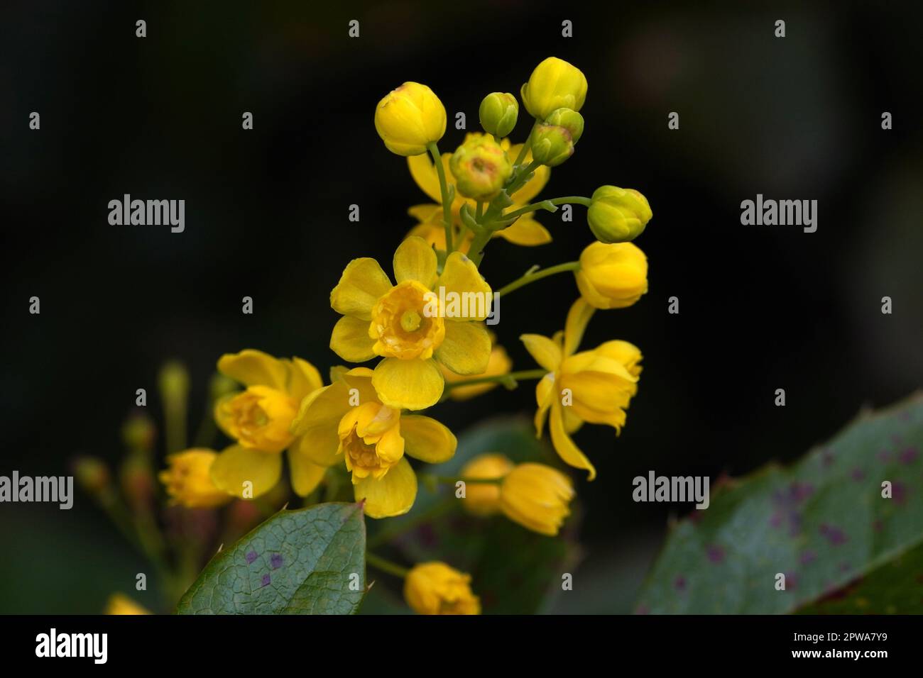 Mahonie hi-res stock photography and images - Alamy