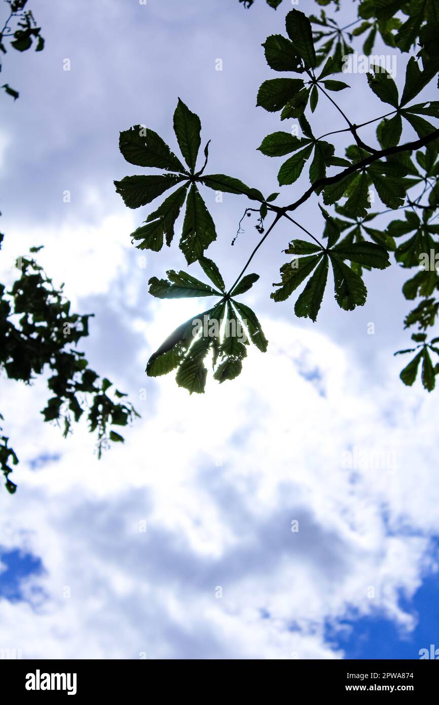 Ceiba pentandra park hi-res stock photography and images - Alamy