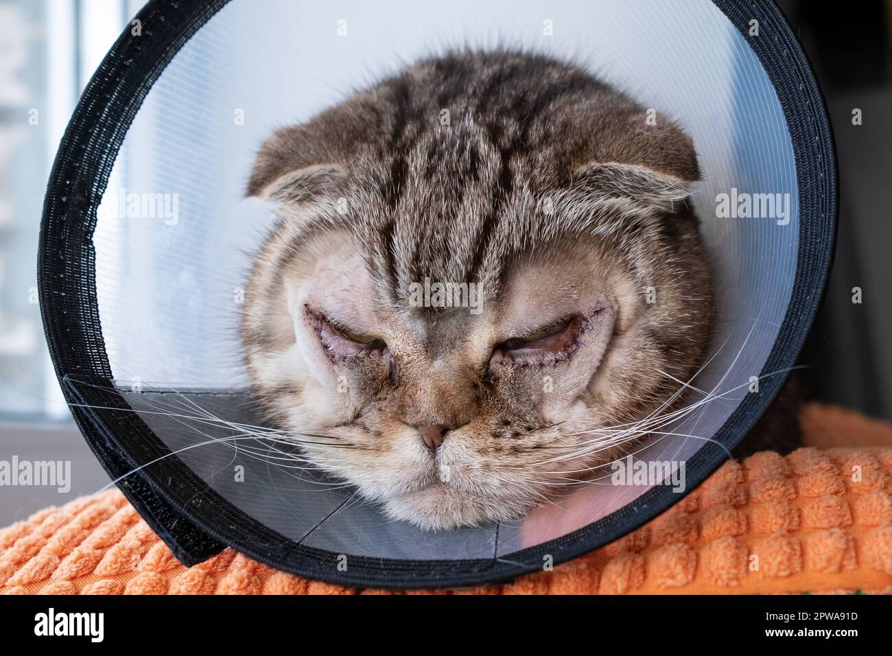 Cat after surgery on the eyes, with stitches on the lower eyelids, in ...
