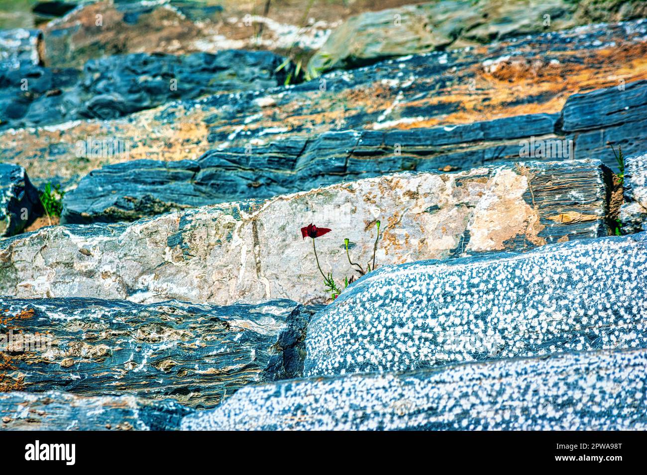 Poppy flower in the Ancient Greek theater of Thorikos in Lavrio, Attica ...