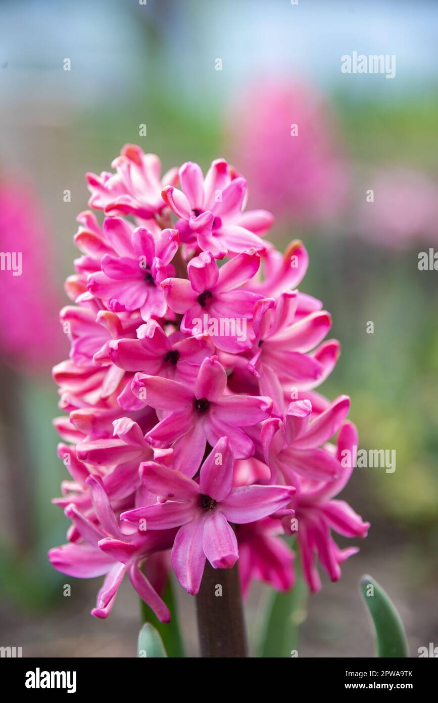 Close-up of blooming hyacinth lat. Hyacinthus is a genus of plants in ...