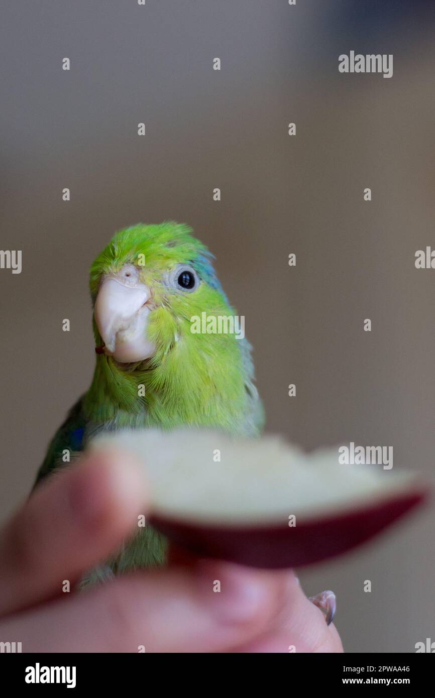 Pacific parakeet, Forpus domestica eats apple from a woman's hand Stock ...
