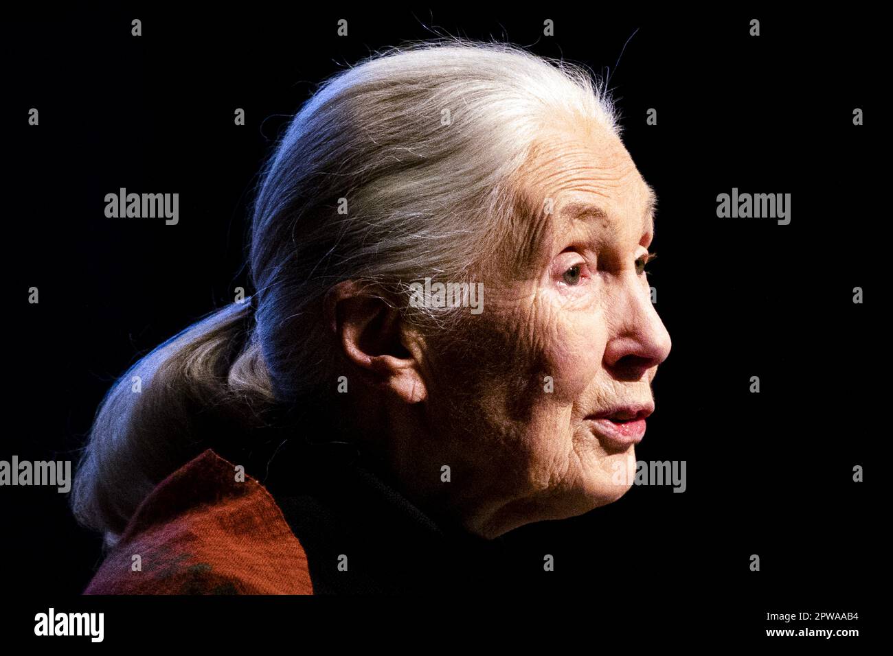 THE HAGUE - Jane Goodall during a lecture at the World Forum. Jane ...