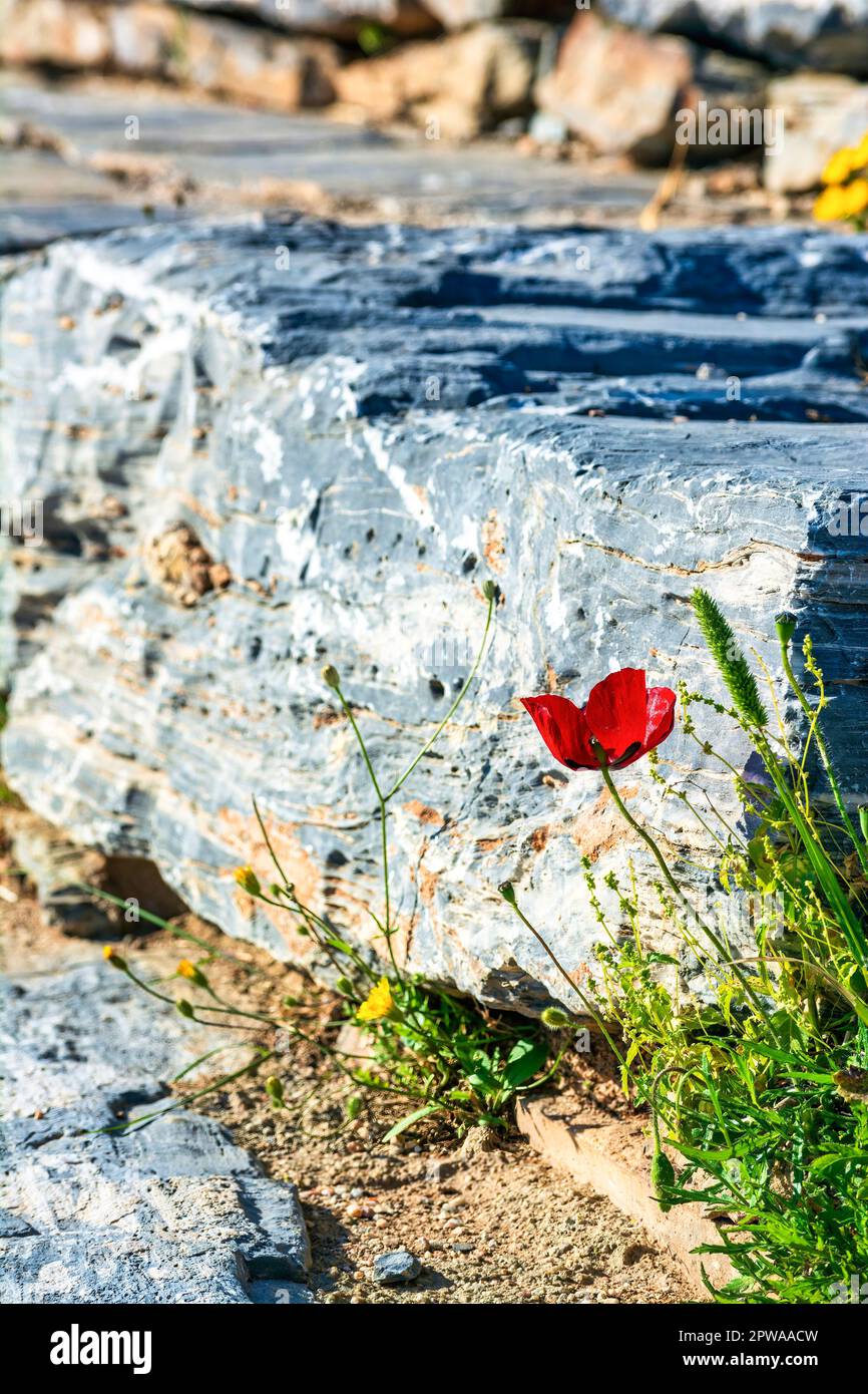 Poppy flower in the Ancient Greek theater of Thorikos in Lavrio, Attica ...