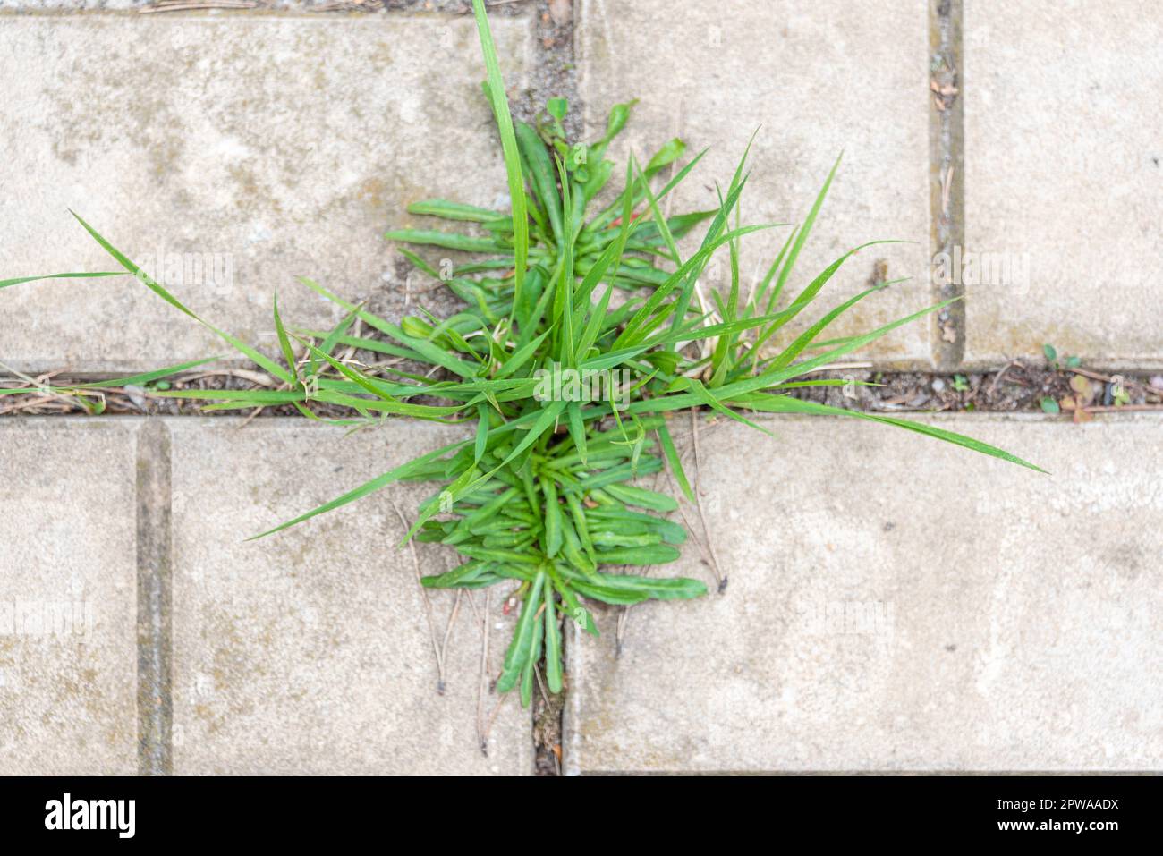 Weeds growing between paving hi-res stock photography and images - Alamy