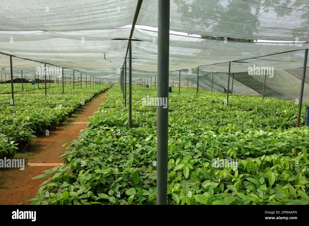 Cacao nursery hi-res stock photography and images - Alamy