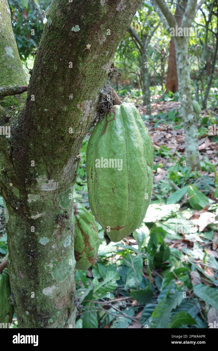 Green cocoa pods hi-res stock photography and images - Alamy