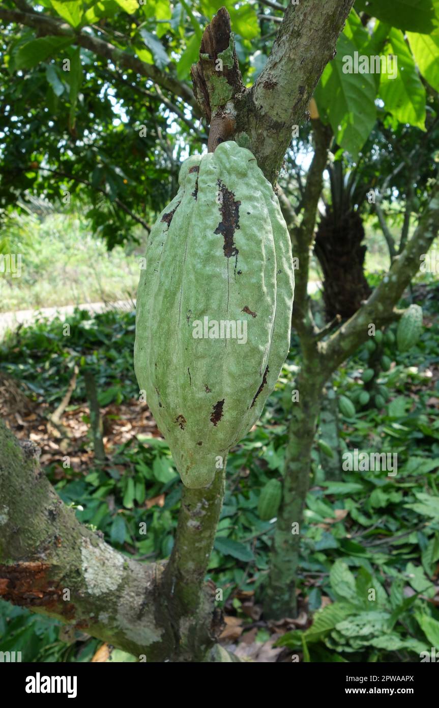 Green cocoa pods hi-res stock photography and images - Alamy