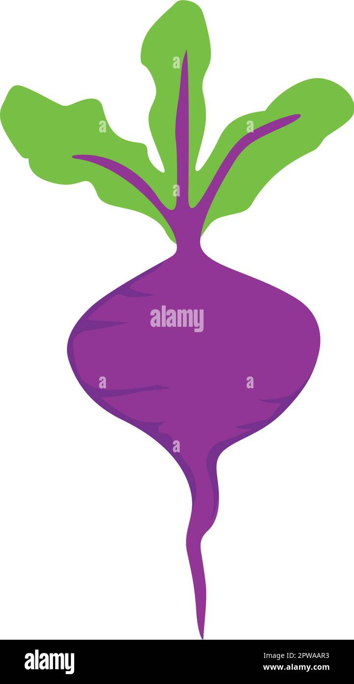Simple and Creative Beetroot Vector Illustration Stock Vector Image ...
