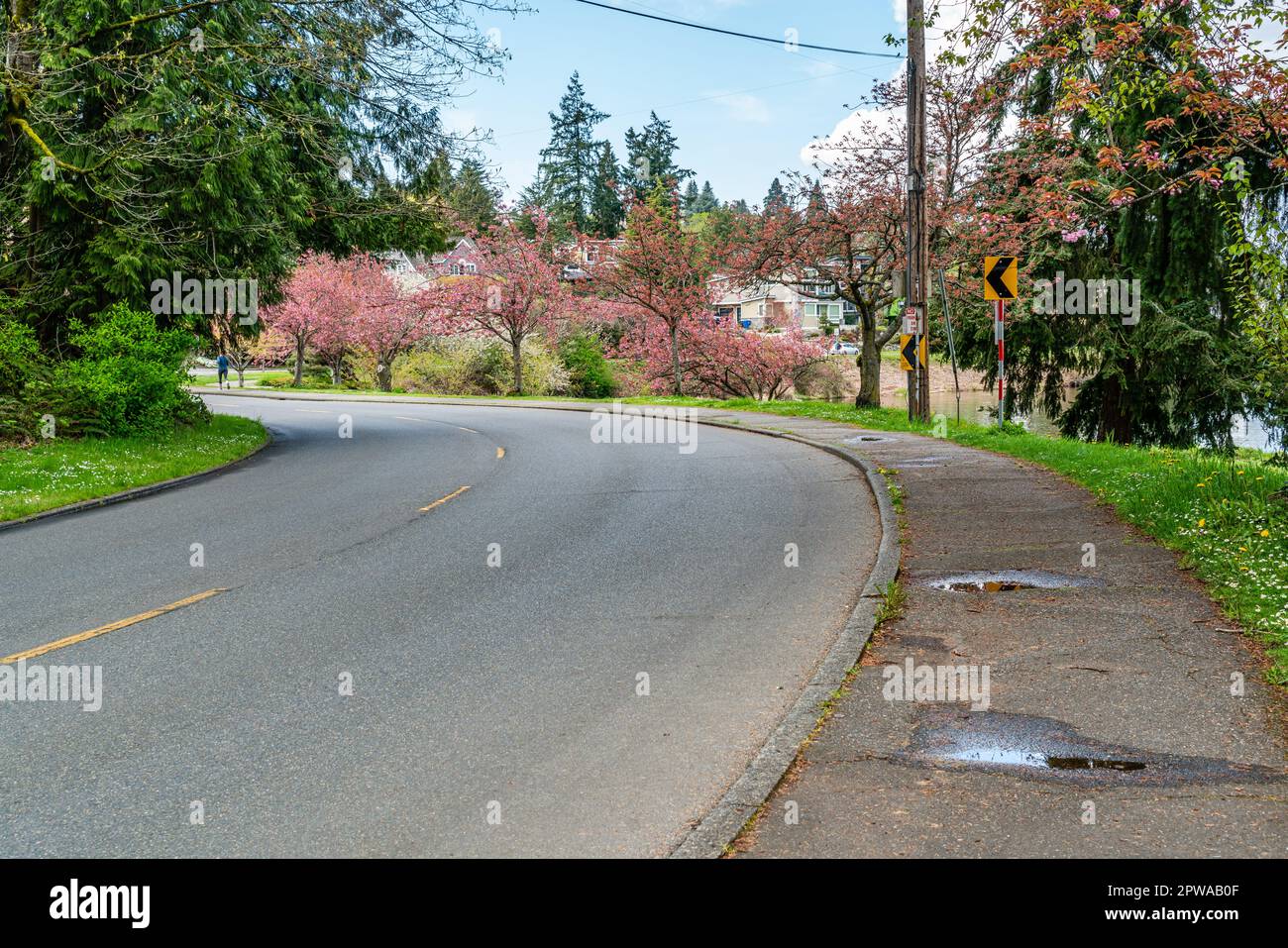 Blooming spring flowers along Lake Washington Boulevard in Seattle ...