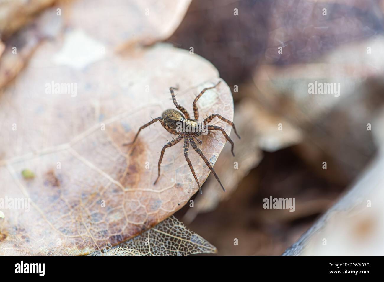 Wolf spider species hi-res stock photography and images - Alamy