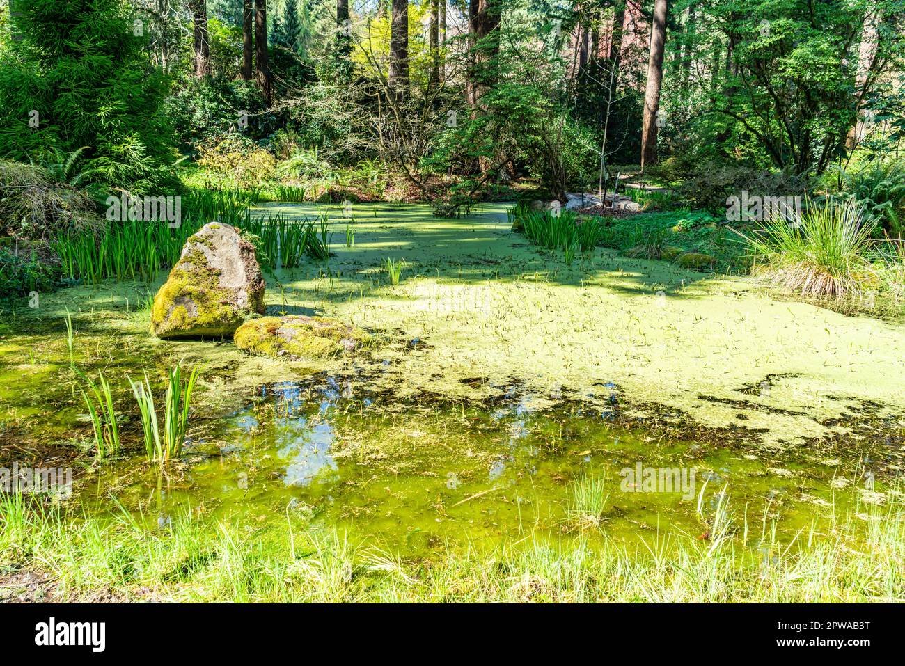 Algae by a pond hi-res stock photography and images - Alamy