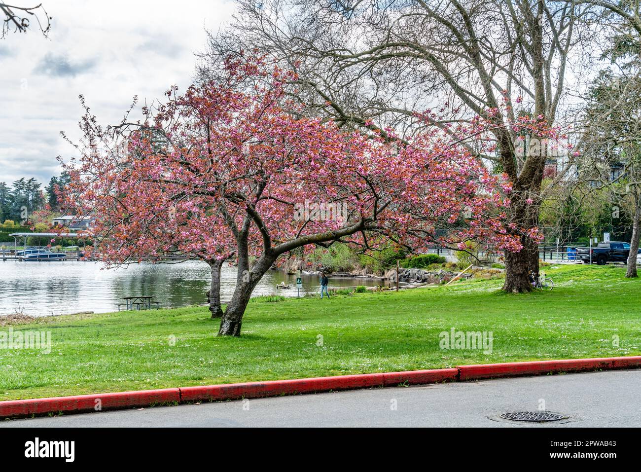 Spring cherry trees at Seward Park in Seattle, Washington Stock Photo ...