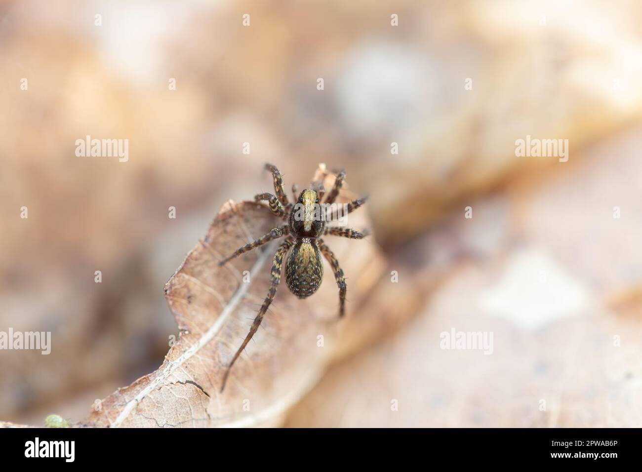 Pardosa lugubris - wolf spider species - on a leaf, close up Stock ...