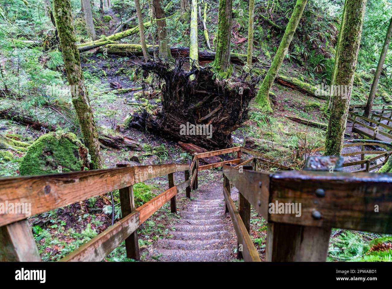 A view of a fallen tree along the Twin Falls trail in Washington State ...