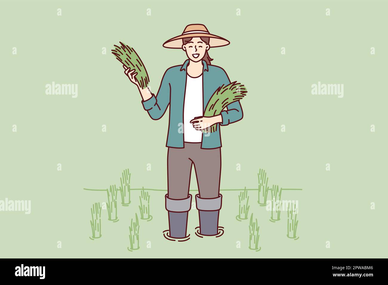 Human collects harvest rice hi-res stock photography and images - Alamy