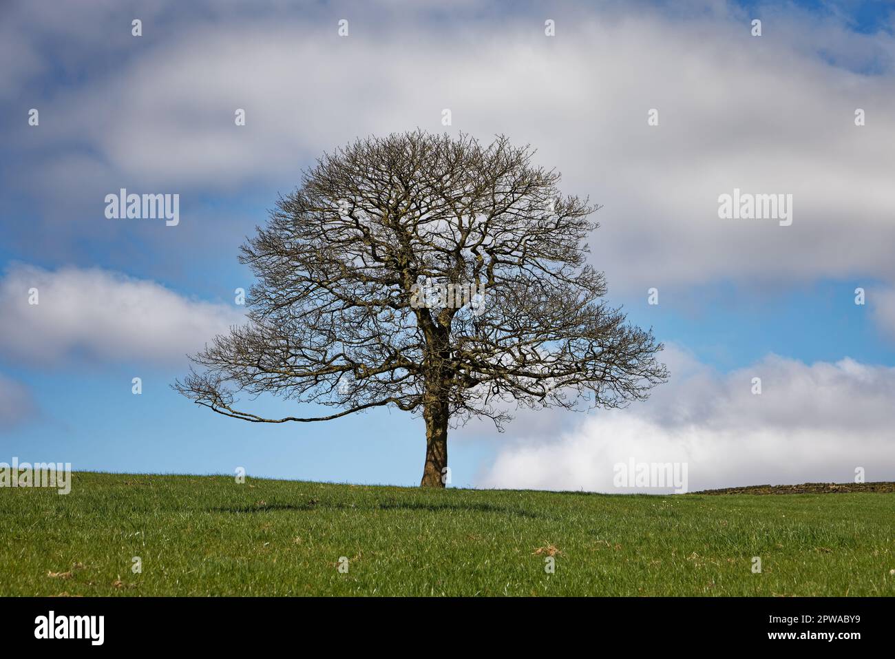 Lone single pasture hi-res stock photography and images - Alamy