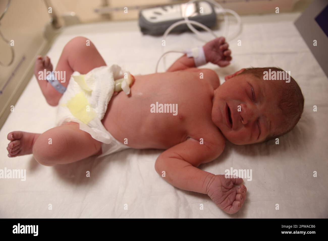 Who vector hi-res stock photography and images - Alamy