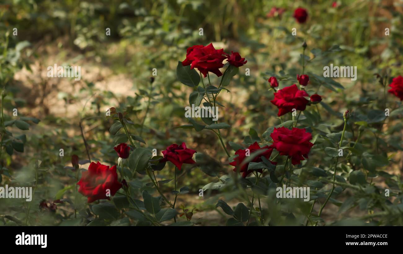 red rose flowers garden in a park Stock Photo - Alamy