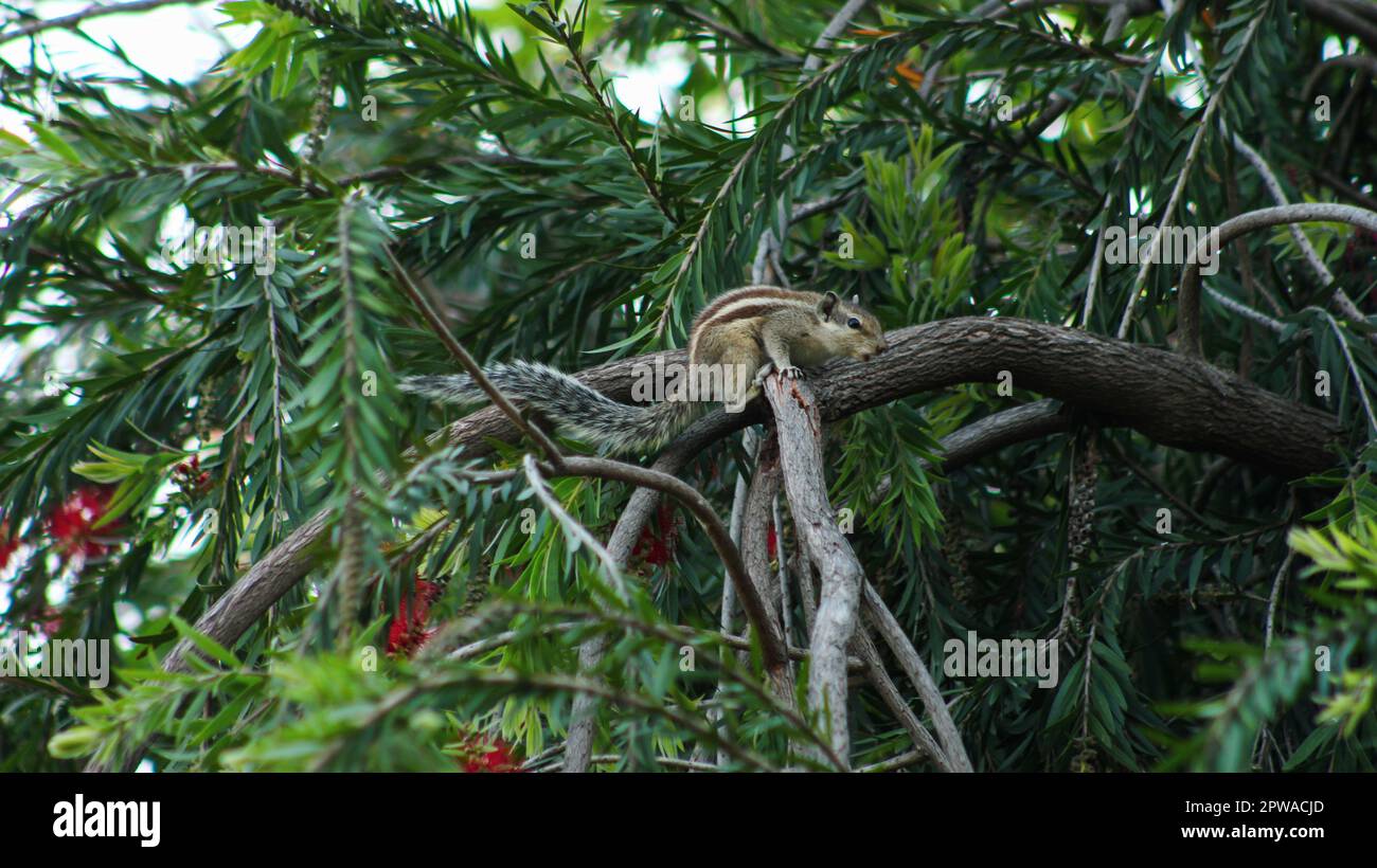 the squirrel on a tree Stock Photo - Alamy