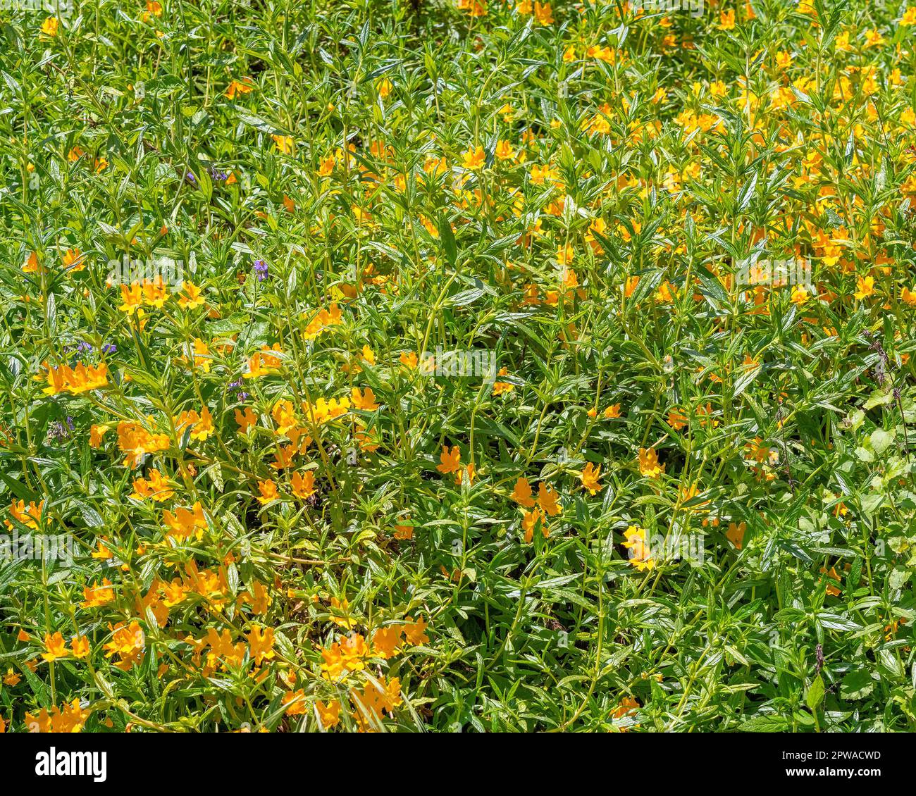 Close up of a Sticky Monkey-Flower (Diplacus aurantiacus) flower at ...