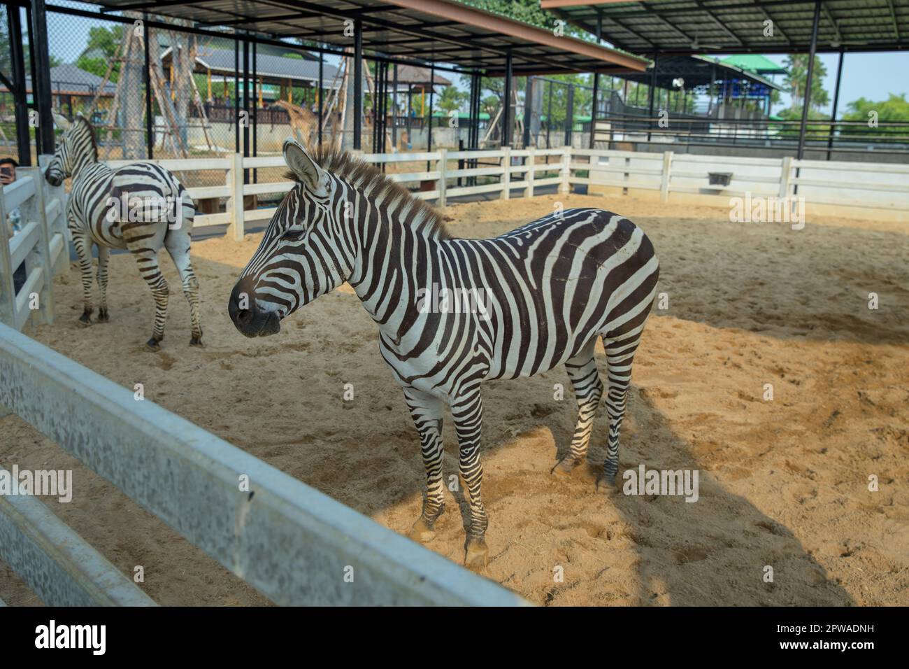 Ayutthaya, Thailand - March 6, 2023 : Zebra in the zoo of Sriayuthaya ...