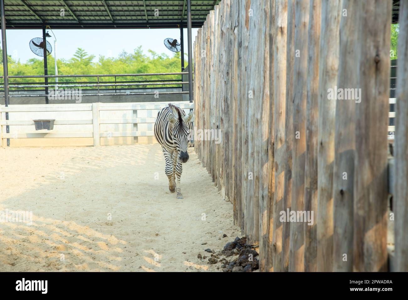 Ayutthaya, Thailand - March 6, 2023 : Zebra walk in the zoo of ...