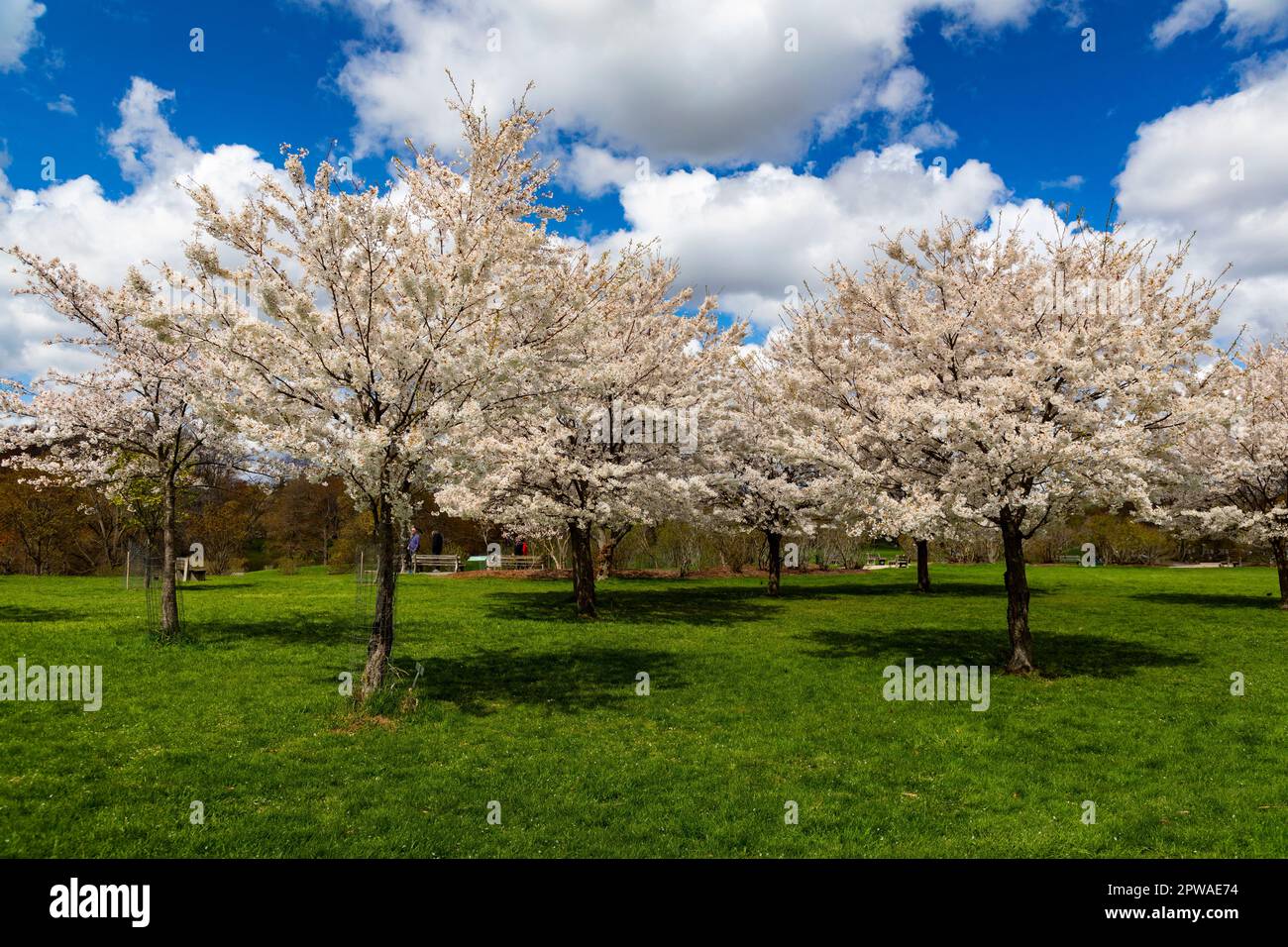 Daybreak Cherry tree Prunus x yedoensis ‘AKEBONO ‘ in full bloom. Royal ...